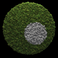 Stabilized moss - world map - Fitowall - 3D model