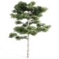 set of tree013 vray - Tree - 3D model