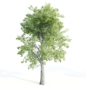 set of tree013 vray - Tree - 3D model