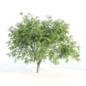 set of tree013 vray - Tree - 3D model