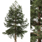 Larix kaempferi tree - Tree - 3D model