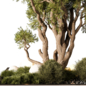 Outdoor Plant 247 - Outdoor - 3D model