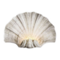 Cox London, Scallop Shell Wall Light - Wall light - 3D model