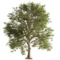 White Seringa Tree 388 - Tree - 3D model
