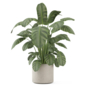 Big Leaf Monstera Plant_Set 4585 - Indoor - 3D model