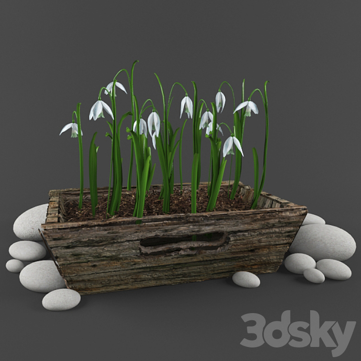 snowdrops - Indoor - 3D model