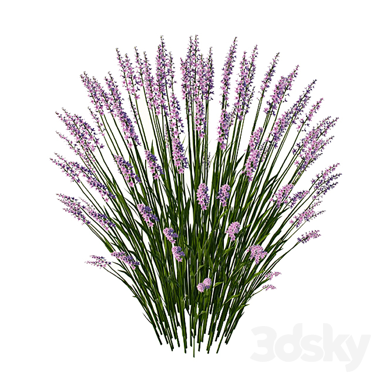 lavender - Grass - 3D model