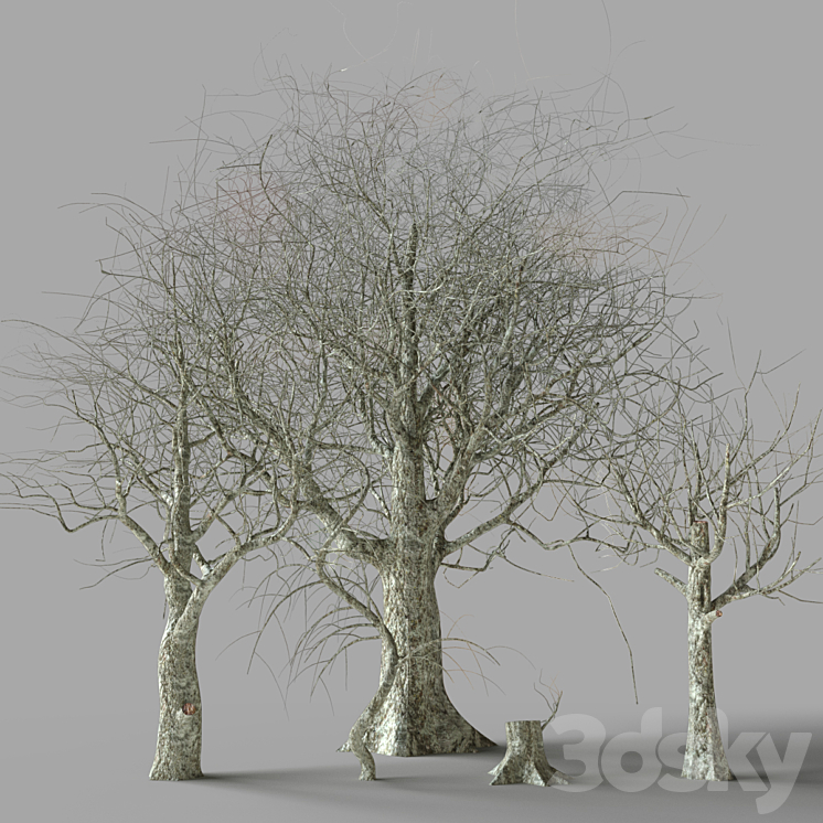 Tree without leaves - Tree - 3D model