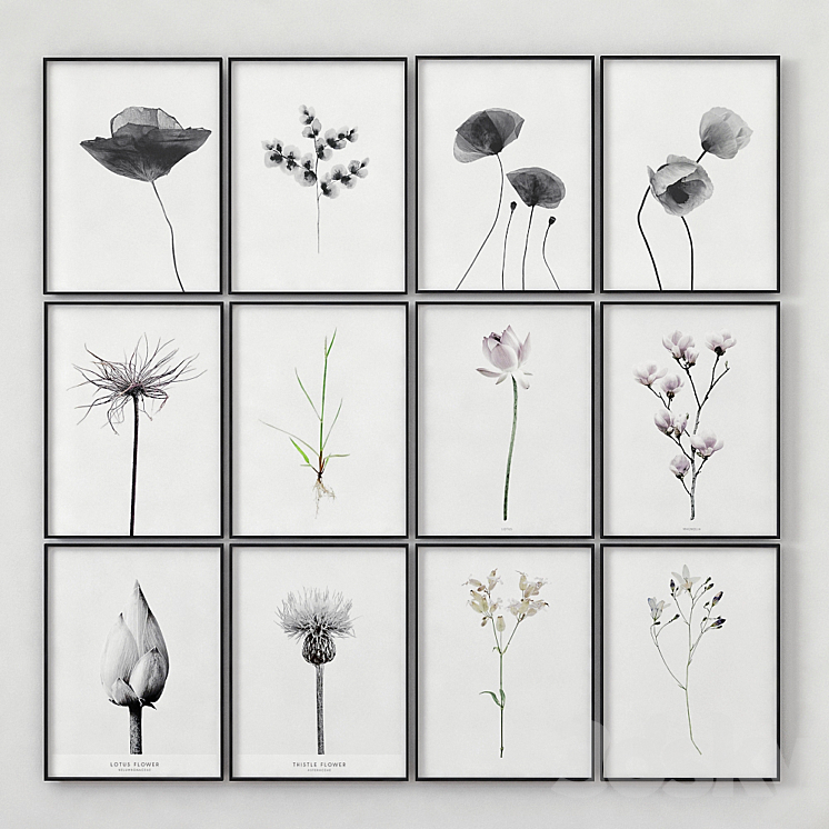 Posters with images of plants - Frame - 3D model