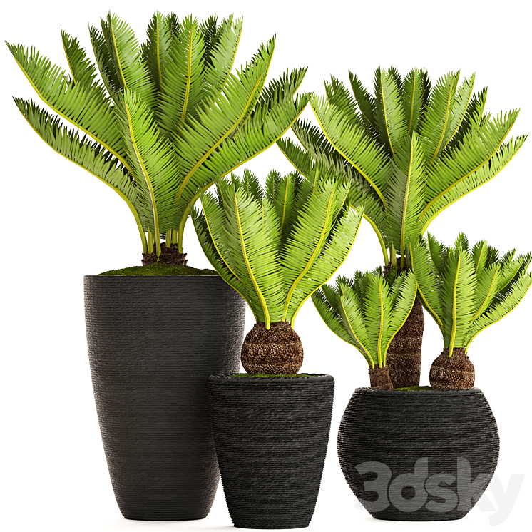 A collection of plants in pots. 56. Cycas, cycad, cycas, bush, palm ...