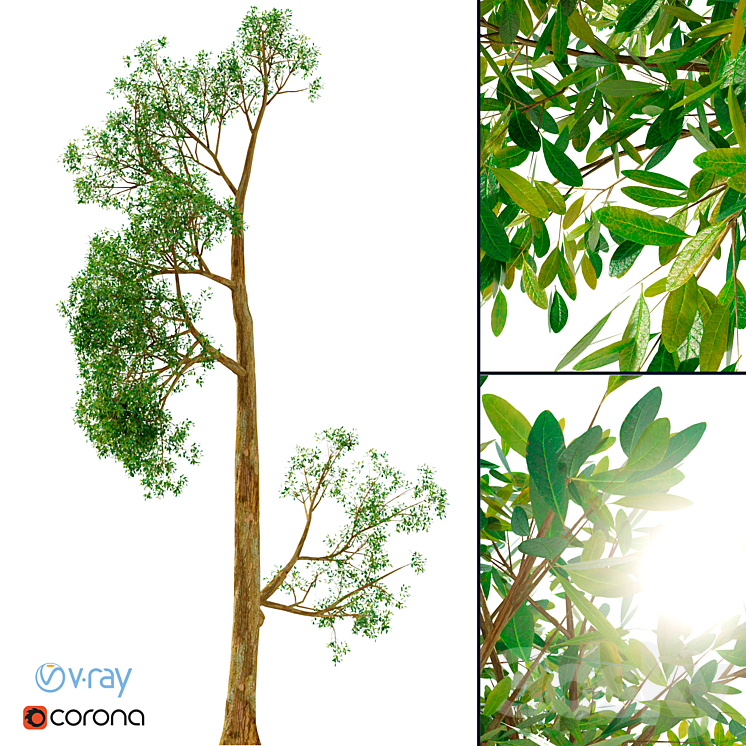 3D model of a tree No. 4 - Tree - 3D model