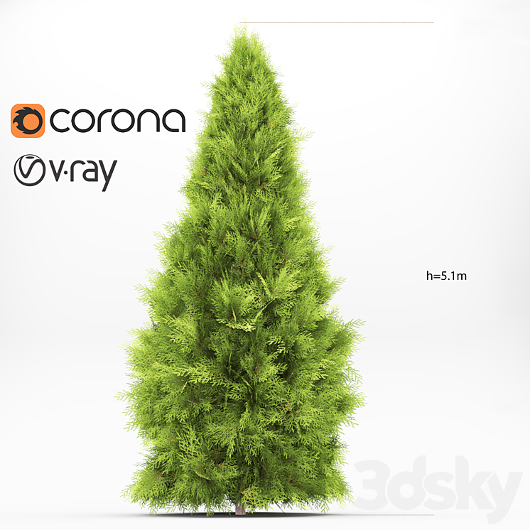 Yolka_2 - Tree - 3D model