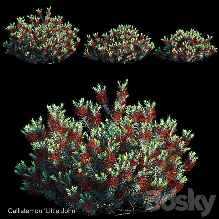 Callistemon | Little john - Bush - 3D model