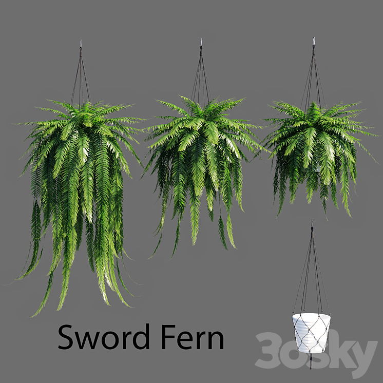 Sword fern - Indoor - 3D model