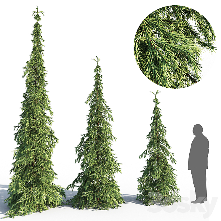 Weeping white spruce - Tree - 3D model