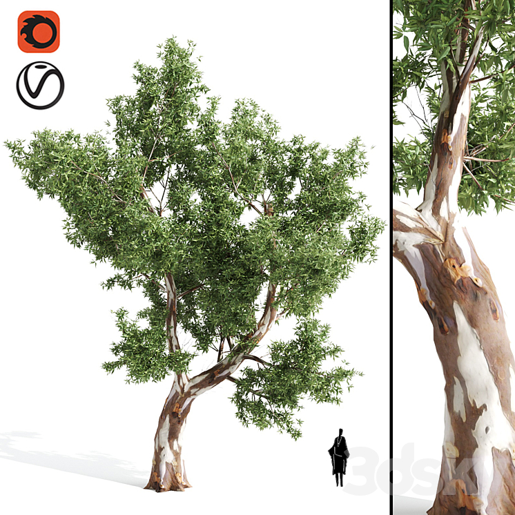 High Quality Eucalyptus tree - Tree - 3D model
