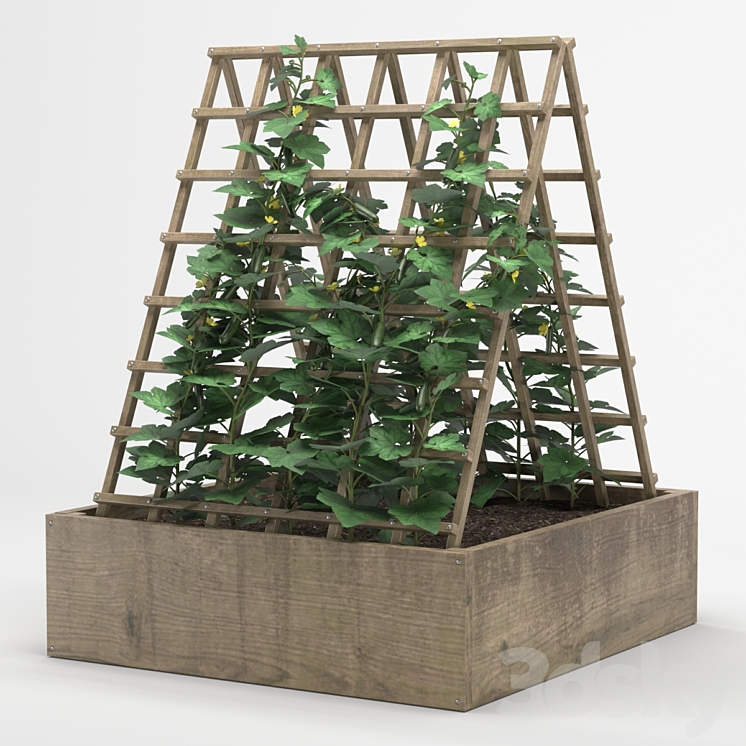 Plant pot cucumber tree - Outdoor - 3D model