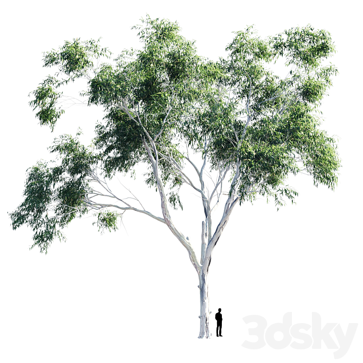Eucalyptus 9 - Tree - 3D model