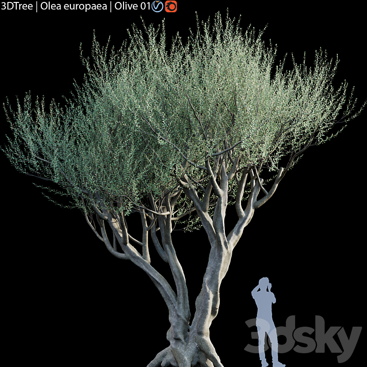 Olive Tree (Europa Olea) # 4 - Tree - 3D model