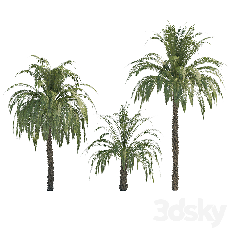 palm trees - Tree - 3D model