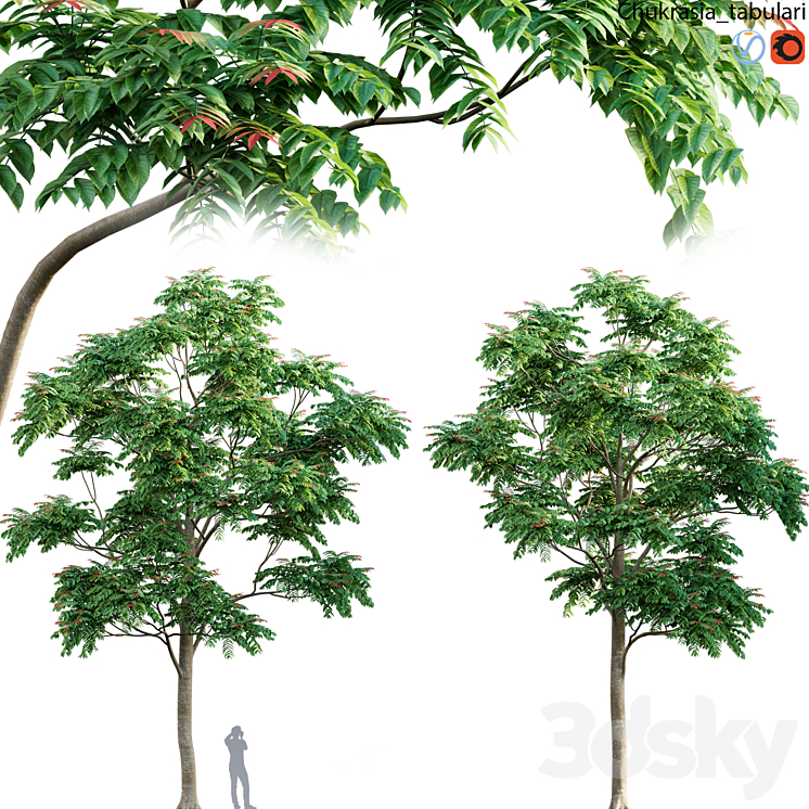 Chukrasia tabularis-chickrassy 04 - Outdoor - 3D model