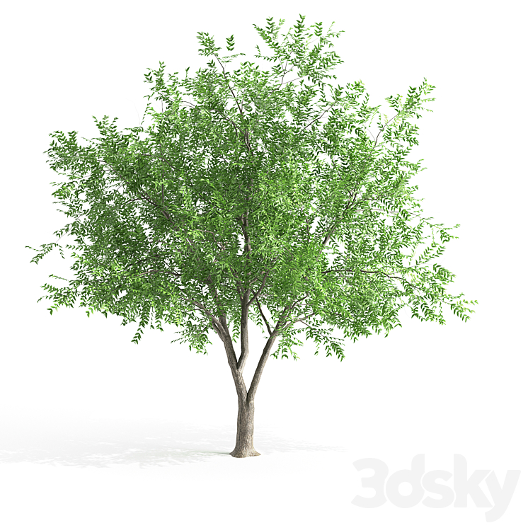 european ash vol.01 - Tree - 3D model