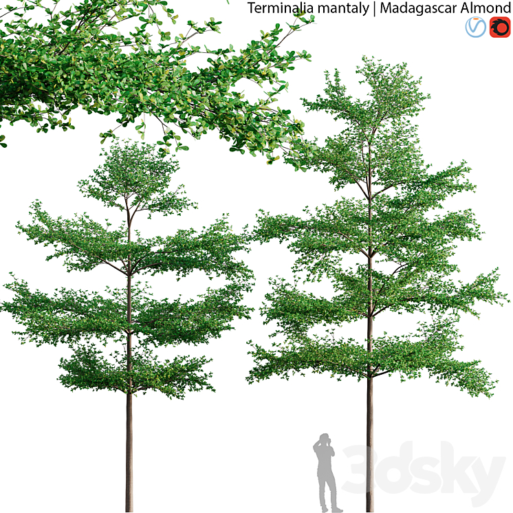 Terminalia mantaly | Madagascar almond - Tree - 3D model