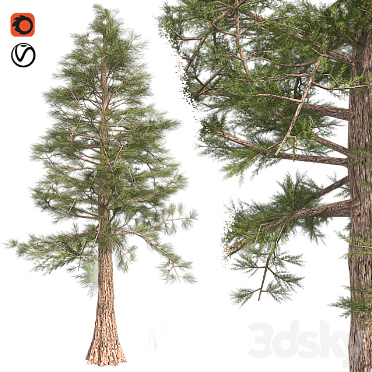 Western Red Cedar Tree - Tree - 3D model