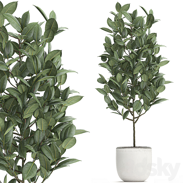 A beautiful small tree indoor ficus elastica in a white pot. Set 611 ...