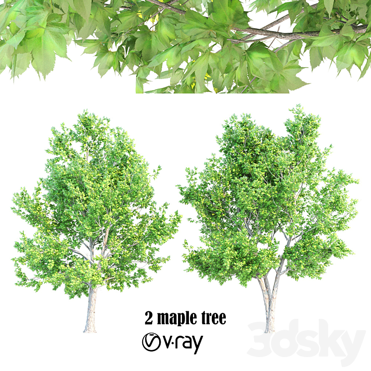 2 maple tree vray - Tree - 3D model