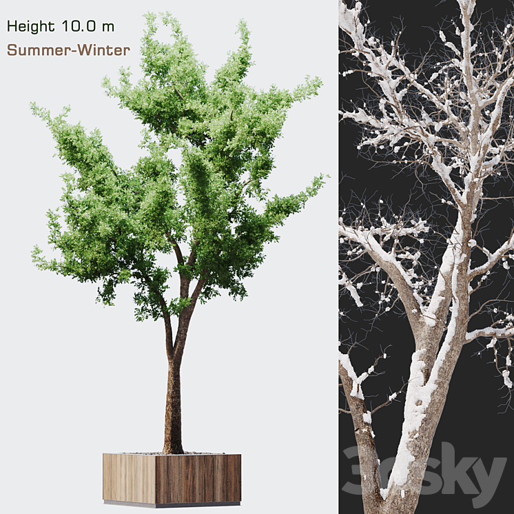 Tree summer-winter - Tree - 3D model