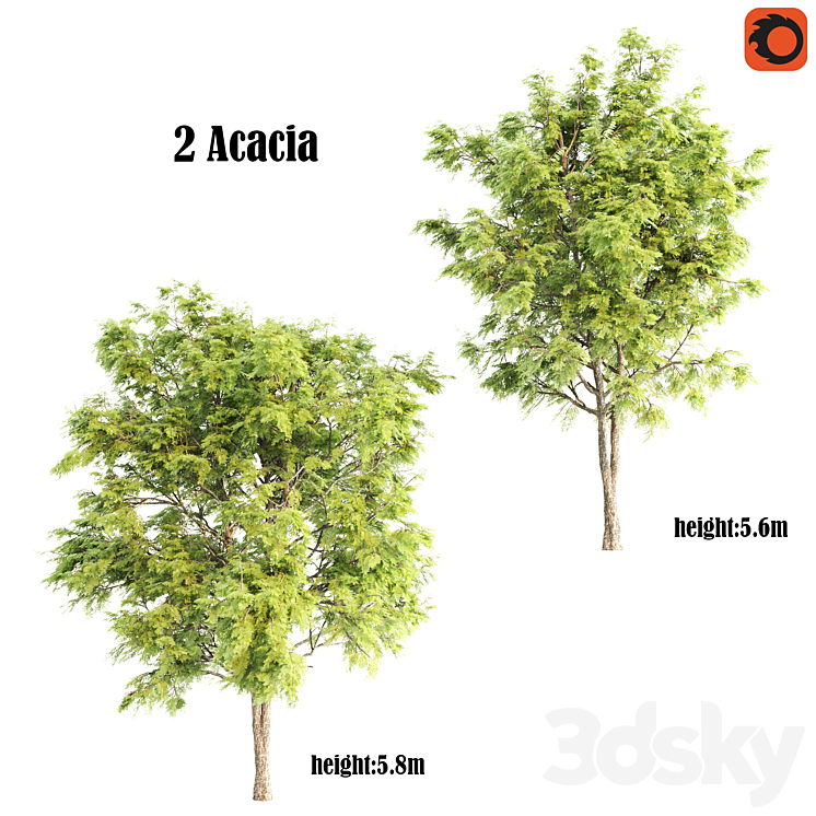 2 acacia - Tree - 3D model
