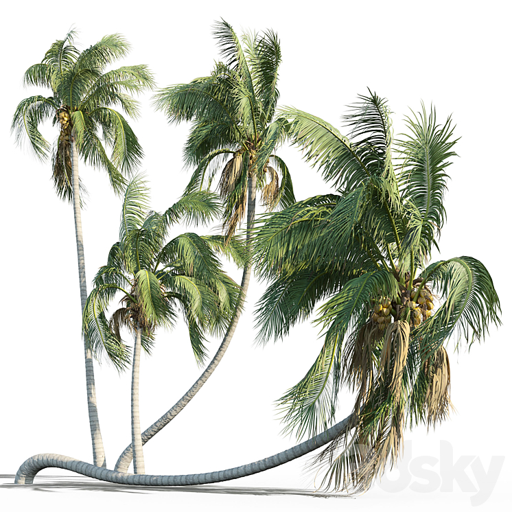 coconut tree 3d