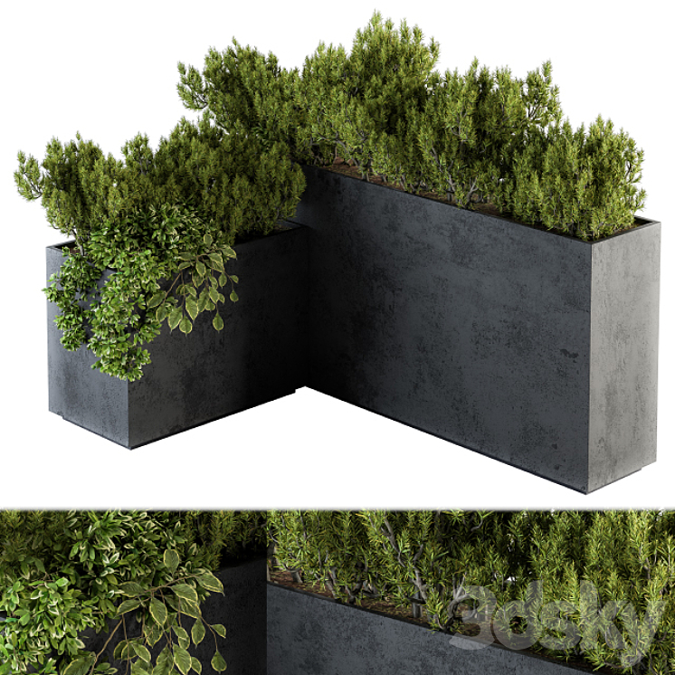 Outdoor Plants tree in Plant Box - Set 146 - Outdoor - 3D model