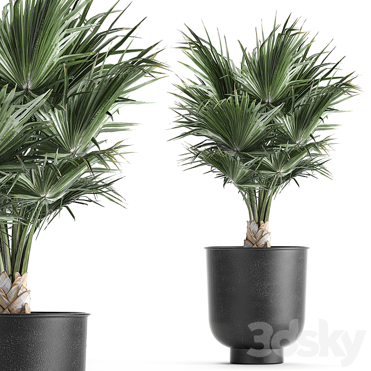 A small decorative fan palm in a black metal pot. 837. - Indoor - 3D model