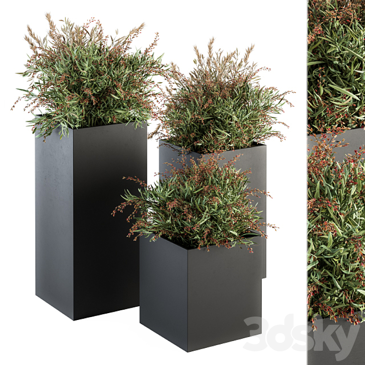 indoor Plant Set 185 - Bush Photinia - Indoor - 3D model