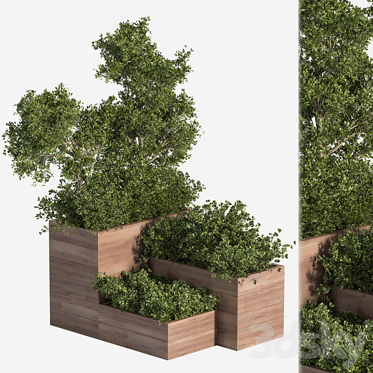 Outdoor Plants Tree in Plant Box Set02 - Outdoor - 3D model