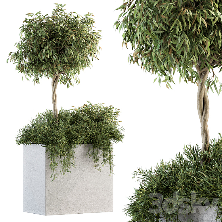 Outdoor Plant Set 172 - Plant Box tree - Outdoor - 3D model