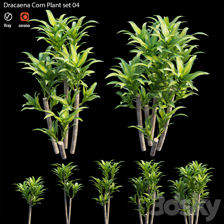 Dracaena Corn Plant set 04 - Outdoor - 3D model