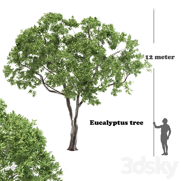 Eucalyptus - Tree - 3D model