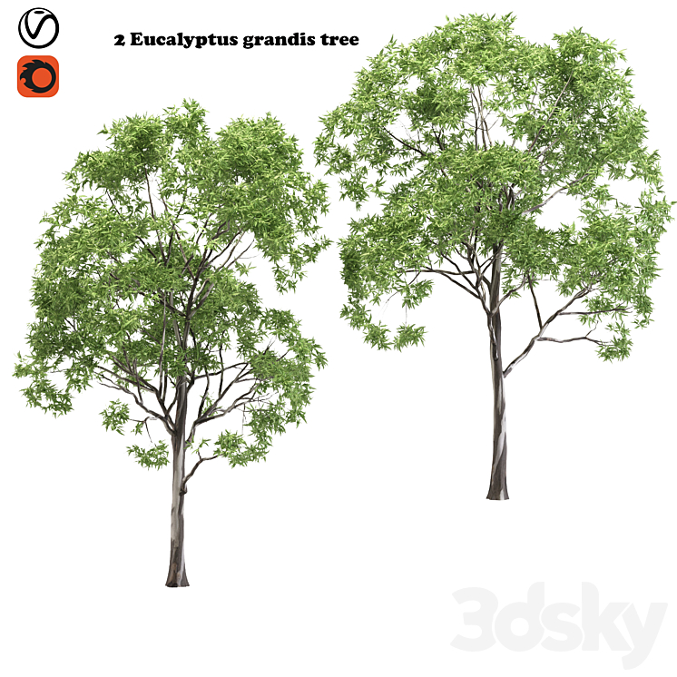 2 Eucalyptus grandis tree - Tree - 3D model