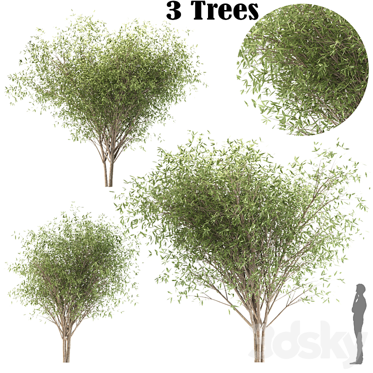 Willow fragile Salix fragilis (3 trees and 3 sizes) - Tree - 3D model