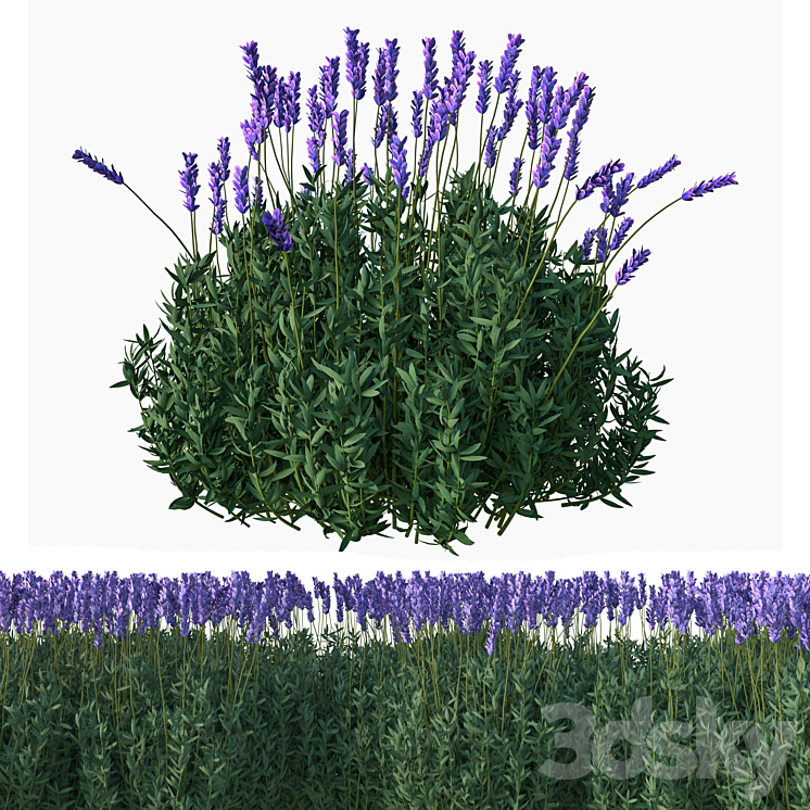flower vol 01 (lavender) - Bush - 3D model