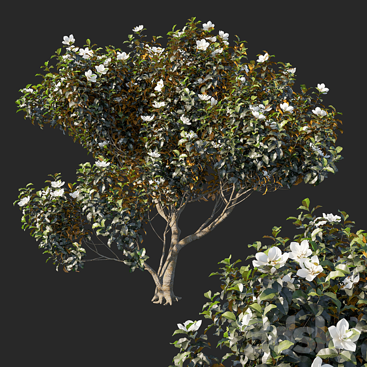 Magnolia grandiflora 04 - Tree - 3D model