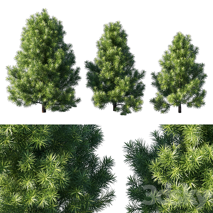 Podocarpus macrophyllas 02 - Tree - 3D model