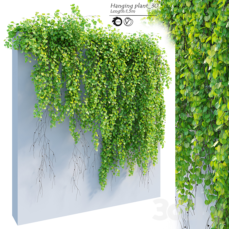 Hanging Plant 30 - Outdoor - 3D model