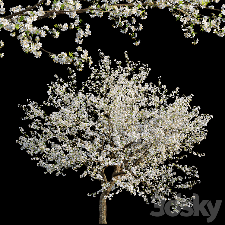 Prunus salicina - Chinese Plum - Japanese Plum 04 - Tree - 3D model