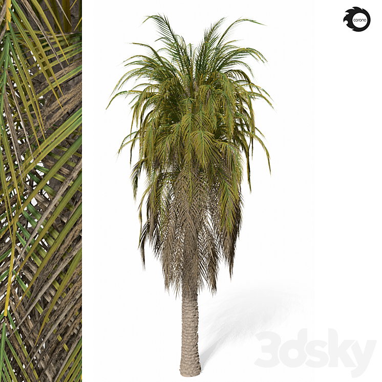 palm tree-s01 - Tree - 3D model