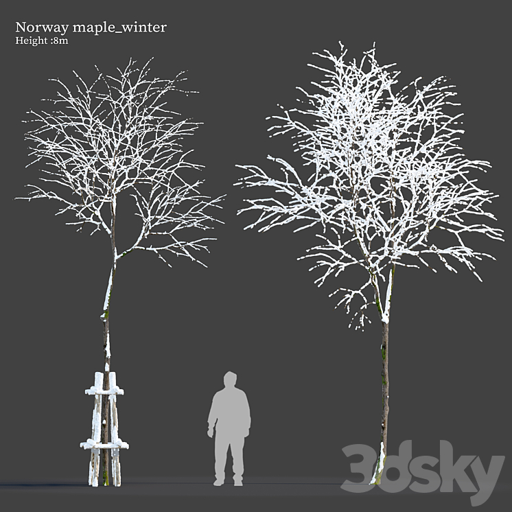 Norway maple winter - Tree - 3D model
