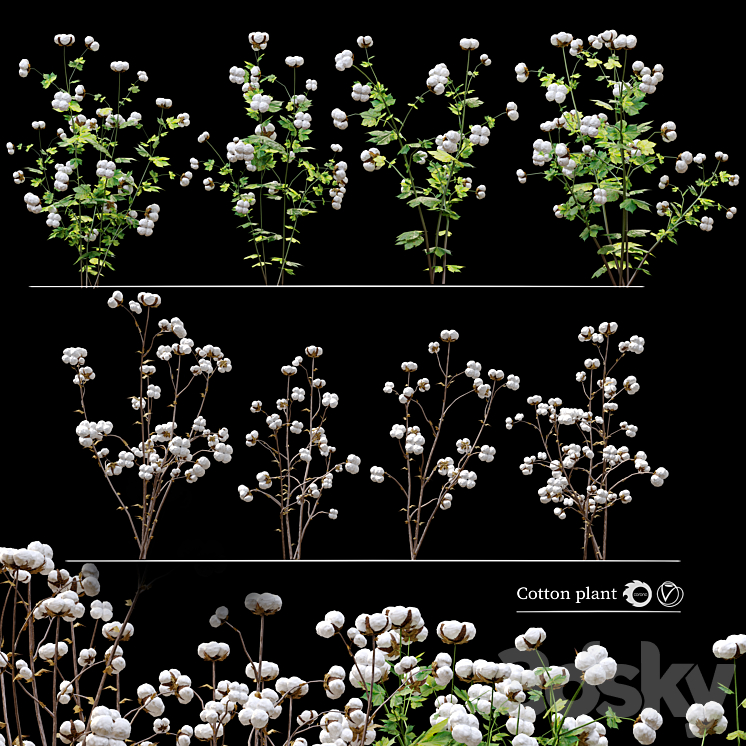 cotton plant - Outdoor - 3D model